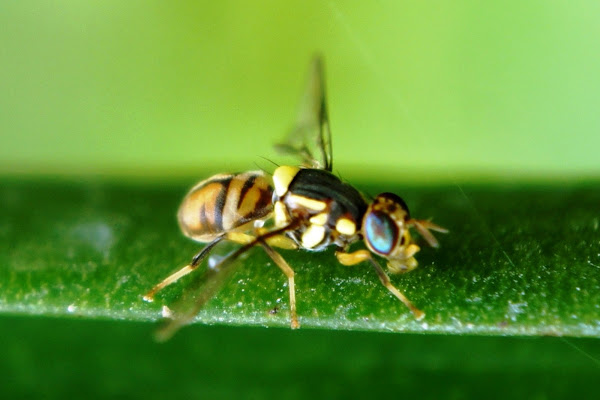 Fruit Fly | Project Noah