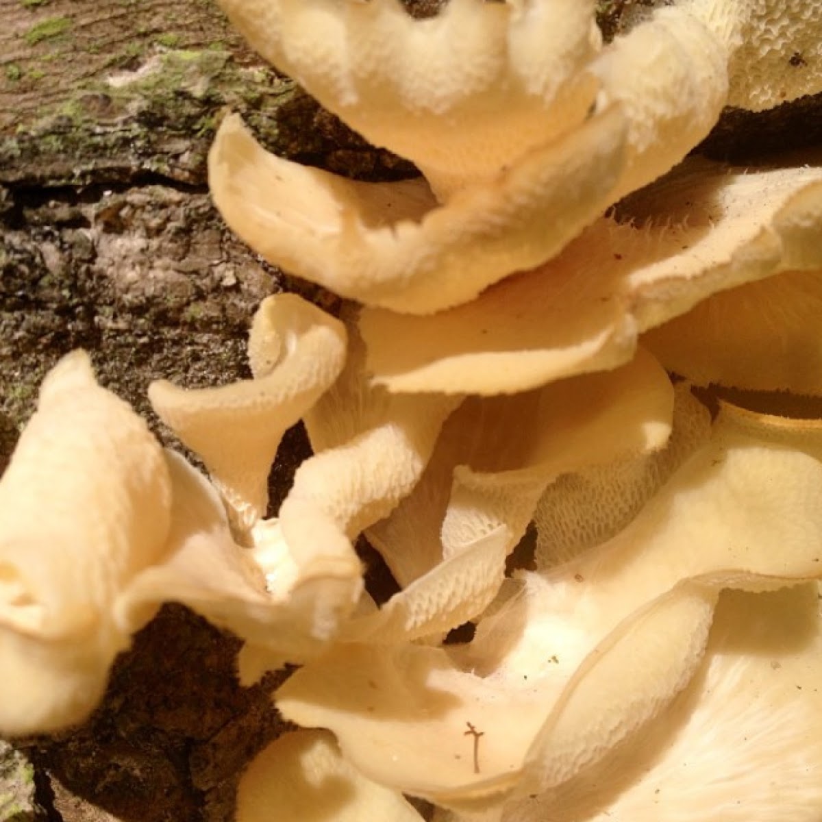 Polyporus tenuiculus | Project Noah