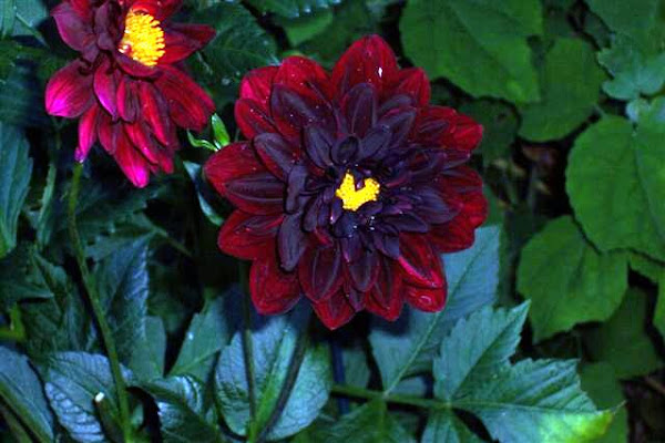 Aster | Project Noah