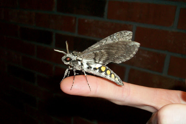 Tobacco Hornworm Moth | Project Noah