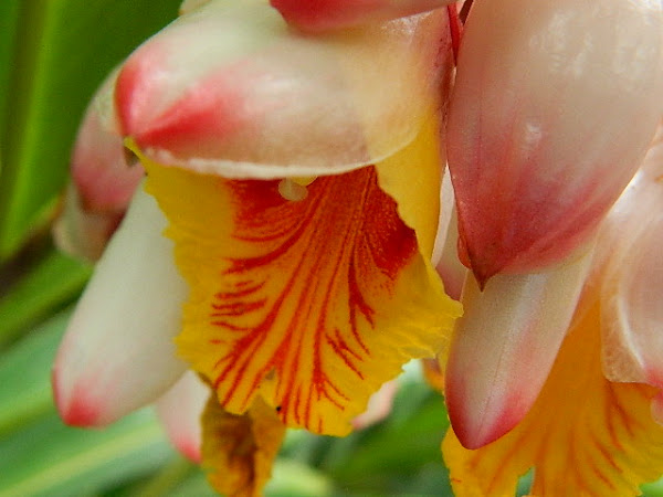 Light galangal, Pink porcelain lily, Shell flower, Shell ginger, Variegated ginger, Butterfly ...