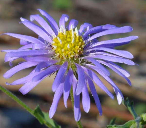 Blue burr daisy | Project Noah