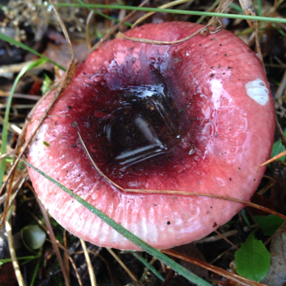 Spotting | Project Noah