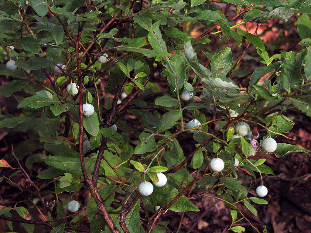 Deerberry | Project Noah