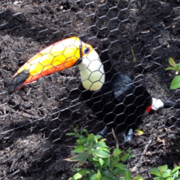 Toco Toucan | Project Noah