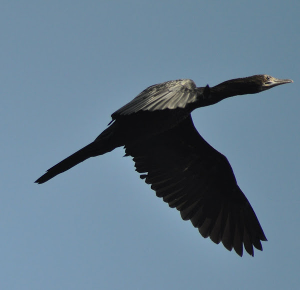 Great Cormorant | Project Noah