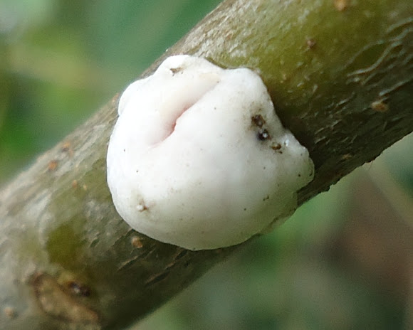 Wax Scales | Project Noah