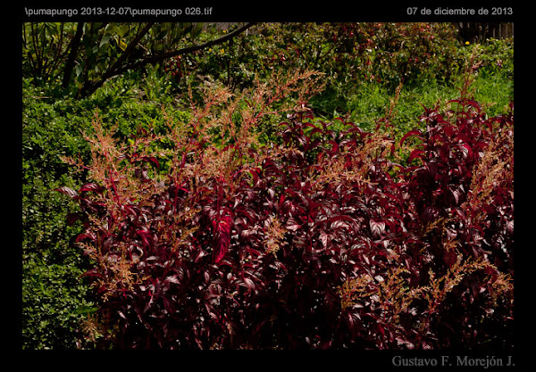 Escancel | Project Noah