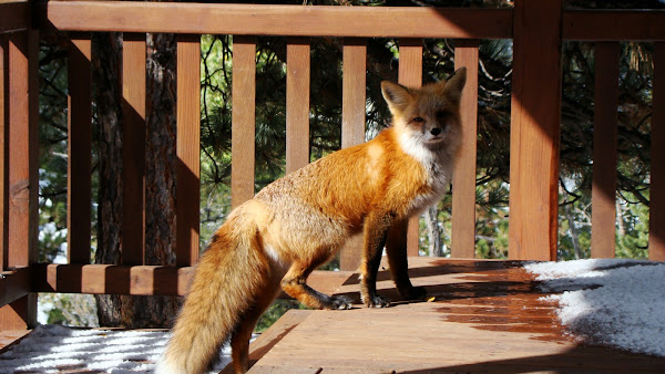 Red Fox | Project Noah