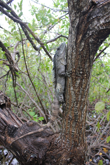 Utila spiny-tailed iguana / swamper | Project Noah