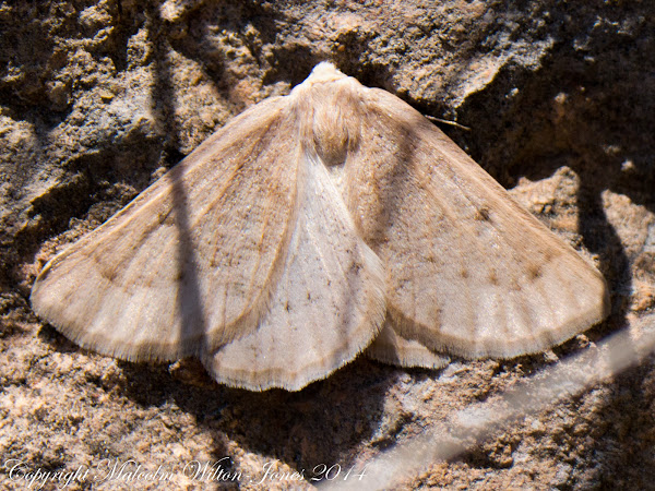 Geometrid Moth | Project Noah