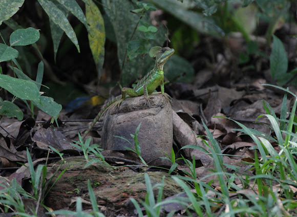 Western Basilisk | Project Noah