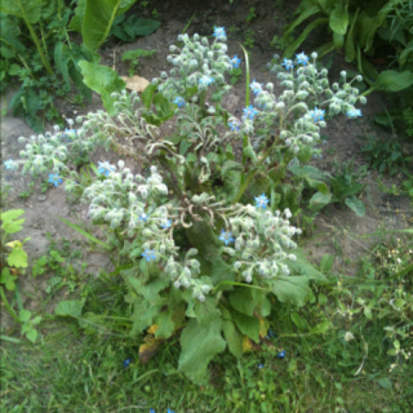 Spotting | Project Noah