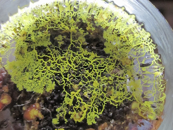 physarum (plasmodium) | Project Noah