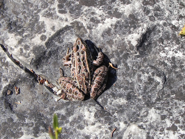 Leopard Frog | Project Noah