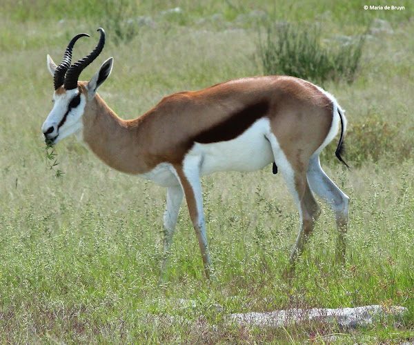 Springbok | Project Noah