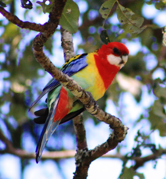 Eastern Rosella | Project Noah