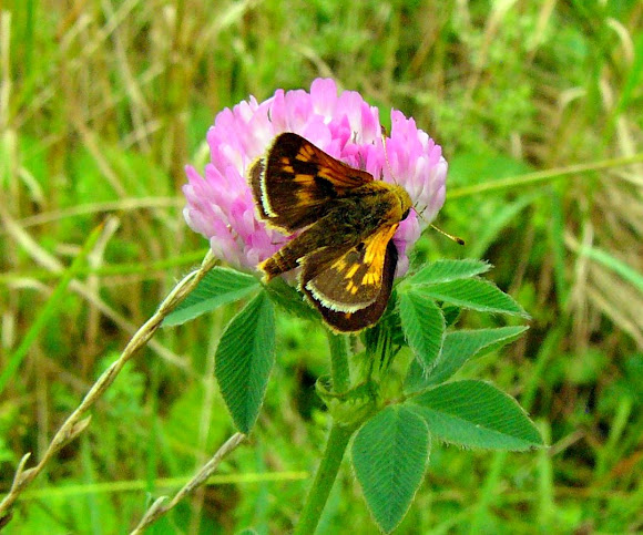 Peck's Skipper Butterfly | Project Noah
