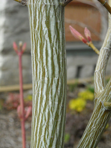 Striped Bark Maple, Moosewood | Project Noah