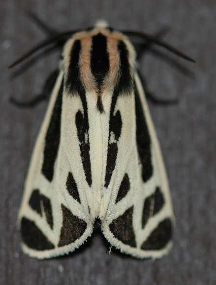 Nais Tiger Moth | Project Noah