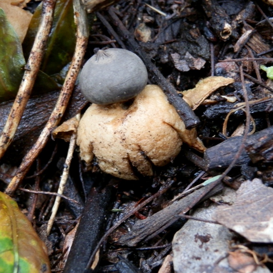 Arching Earth Star | Project Noah