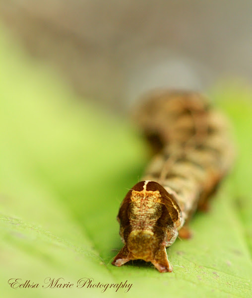 Hitched Arches (Caterpillar) | Project Noah