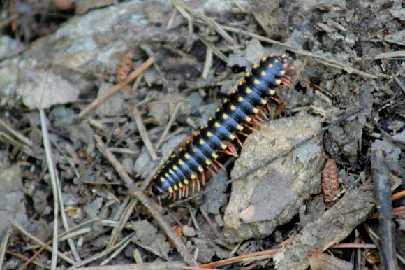 Flat-backed Millipede | Project Noah