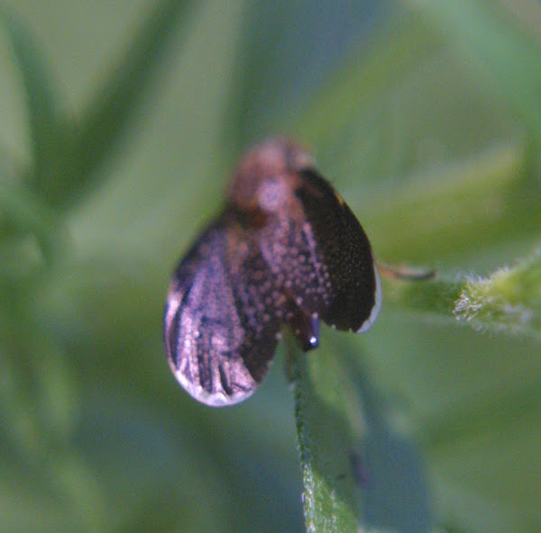 Fruit Fly | Project Noah