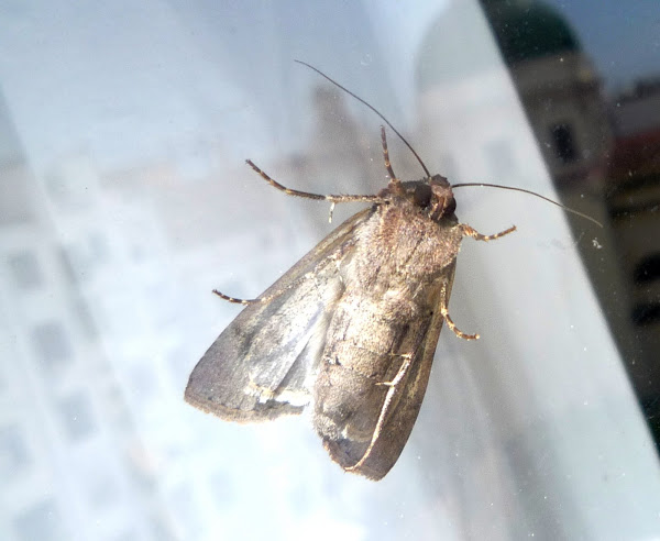 Polilla de la ropa | Project Noah