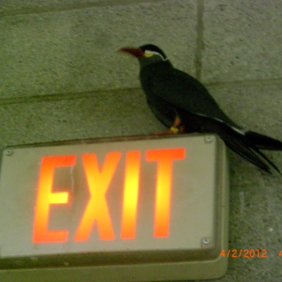 Inca tern | Project Noah