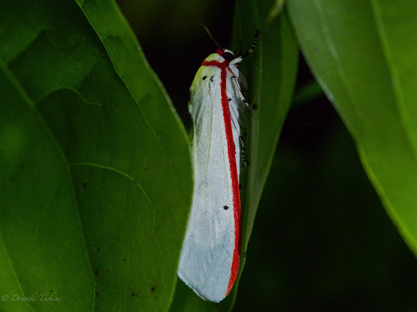 Arctiid moth | Project Noah