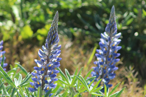 Lupinus multiflorus. Fabaceae-Papilionoideae | Project Noah