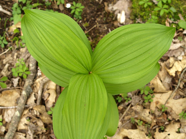 False Hellebore | Project Noah