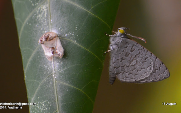 Apefly | Project Noah