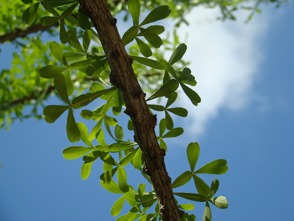 Morro tree | Project Noah