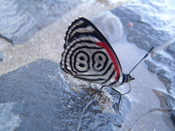 Mariposa 88 Butterfly. Cramer's Eighty-eight | Project Noah