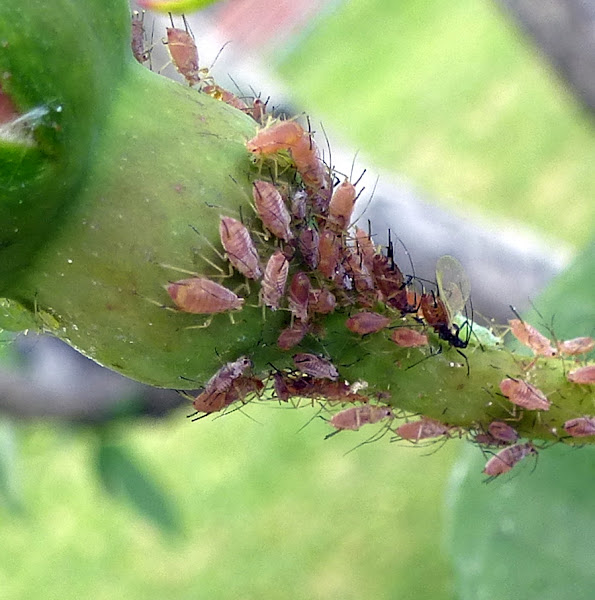 Pink Rose Aphids | Project Noah