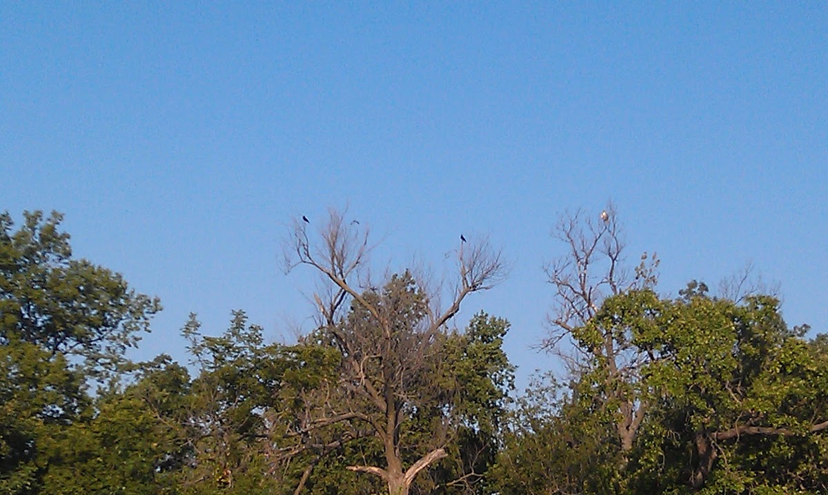 American crows | Project Noah