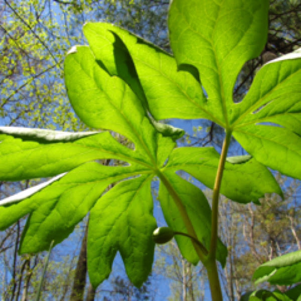 Mayapple | Project Noah