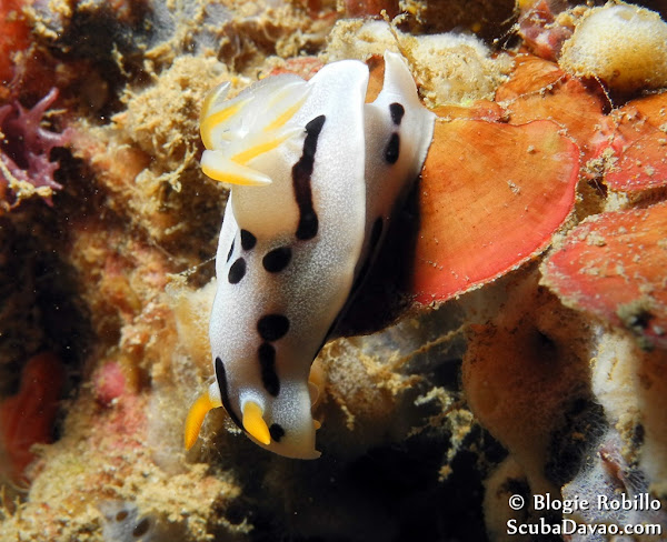 Diana's Chromodoris | Project Noah