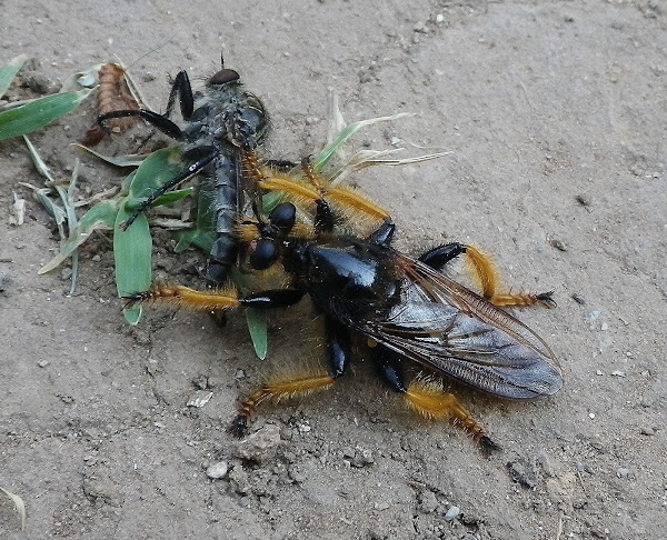 Giant Robber Fly | Project Noah
