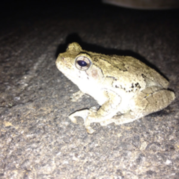 Gray tree frog | Project Noah