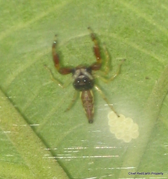 Scorpion Mimicking Jumping Spider | Project Noah