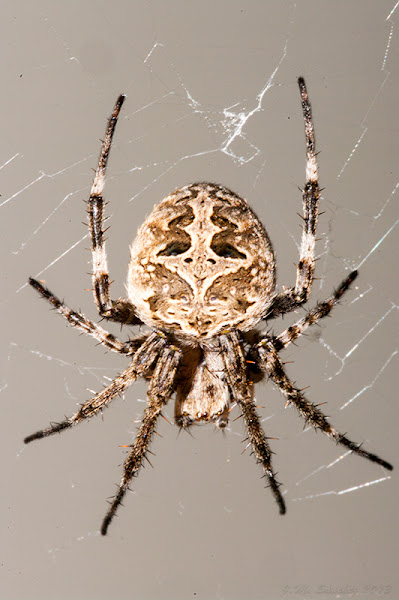 Brown Sailor Spider | Project Noah