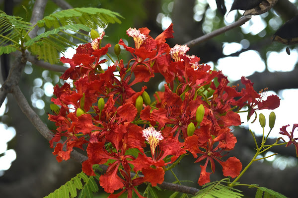 Tabachin Tree Flowers (Flamboyant) | Project Noah