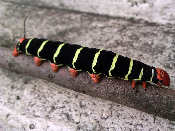 Frangipani Caterpillar - Gusano Calacuche | Project Noah