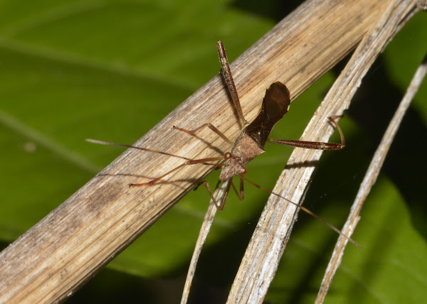 Pod-sucking Bug | Project Noah