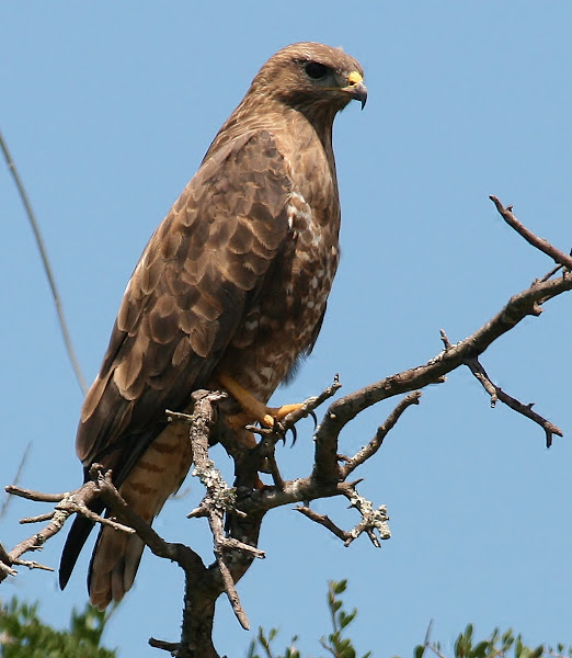 Steppe Buzzard | Project Noah
