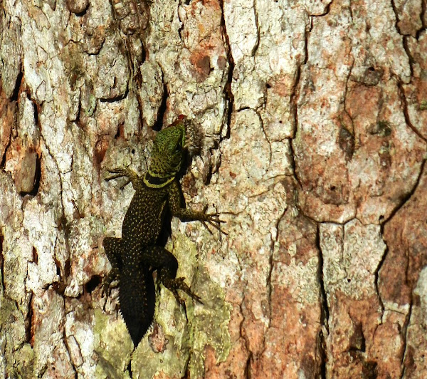 shovel tail lizard | Project Noah