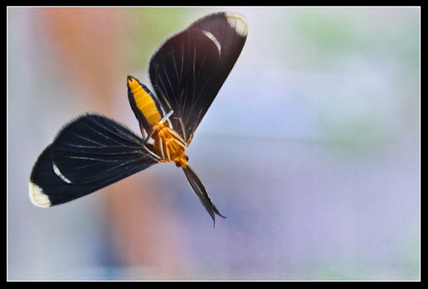 White-tipped Black or Snowbush Spanworm | Project Noah